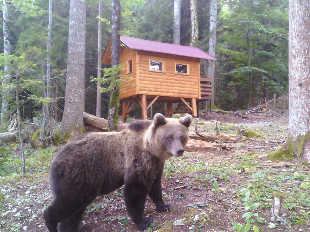 Beren spotten in het bos